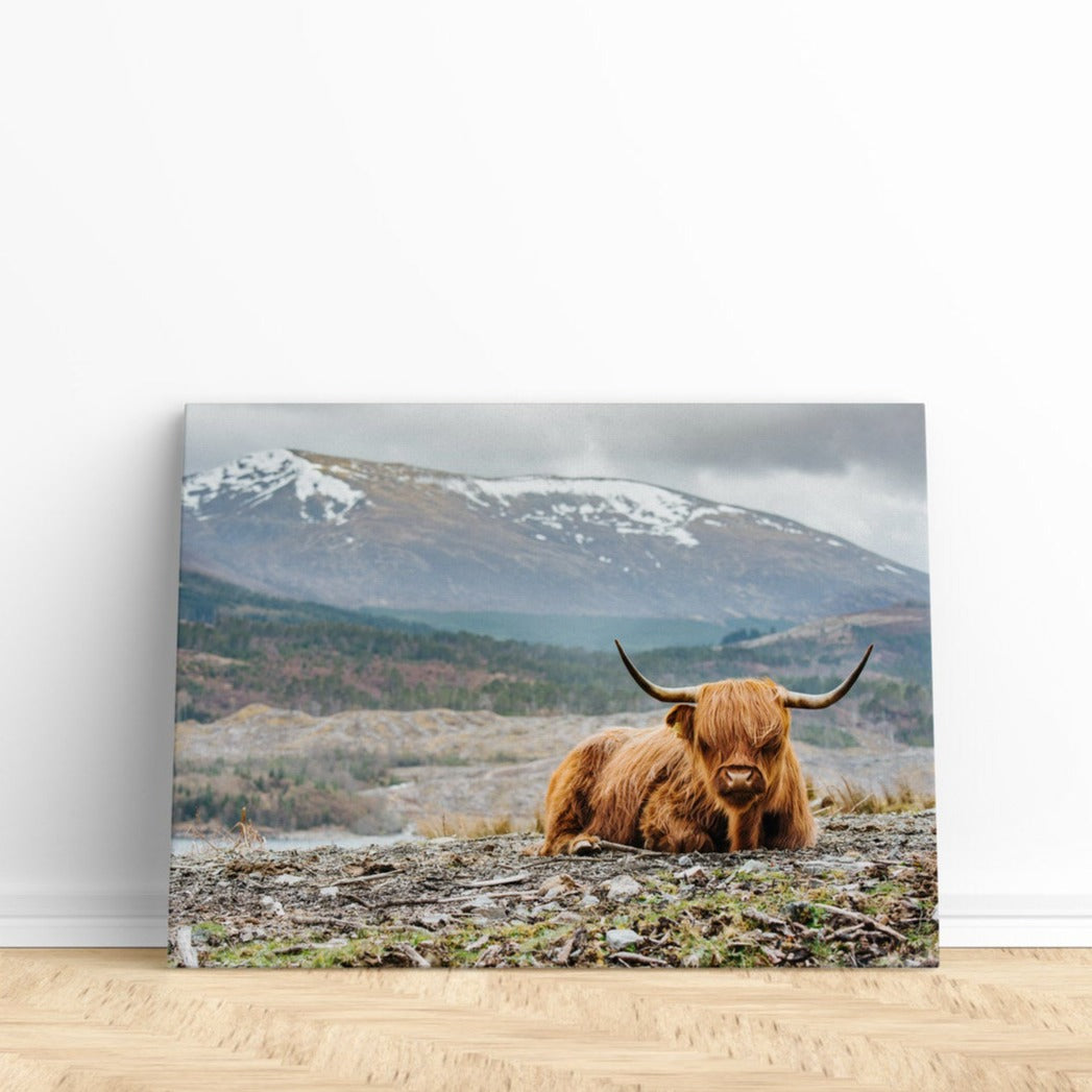 Highland Cow Canvas Print - Highland Cattle Canvas Art Prints Canada ...